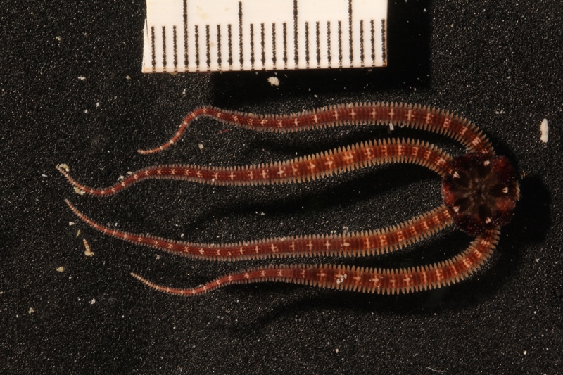 Ophiactis picteti (de Loriol, 1893) – チームてづるもづる